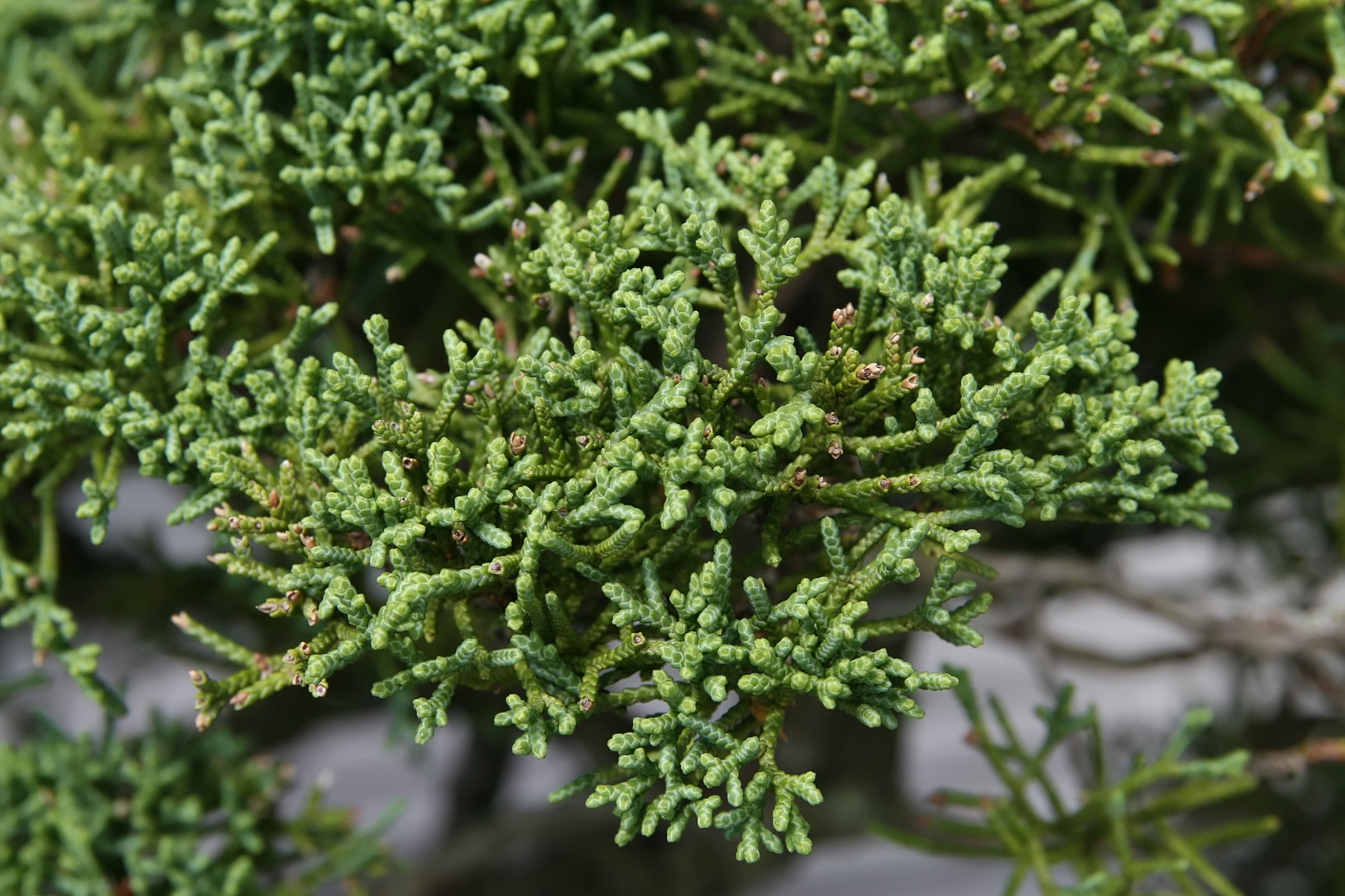 Japanese Evergreen Gardens Plants: Ultimate Shrubs & Bushes Guide ...