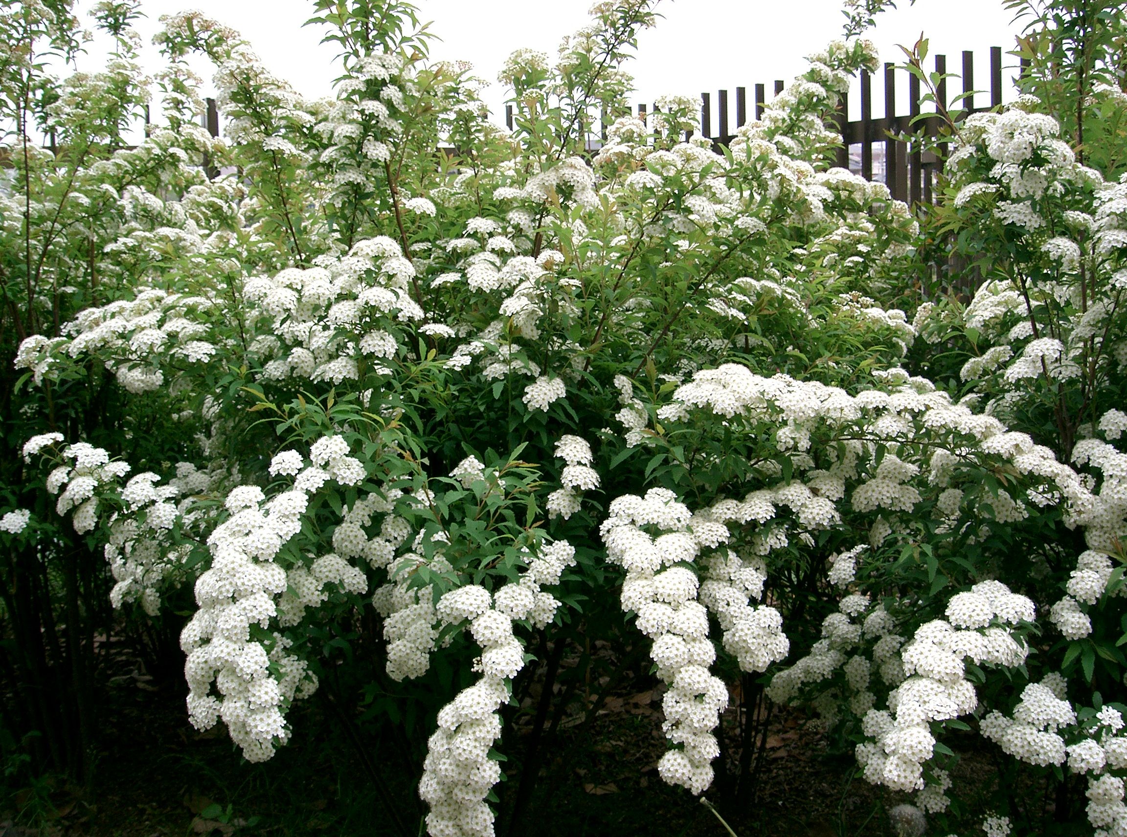 Japanese Flowering Gardens Plants: Ultimate Shrubs List & Guide ...