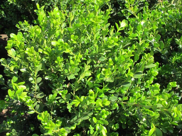 Japanese Evergreen Gardens Plants: Ultimate Trees List & Guide ...