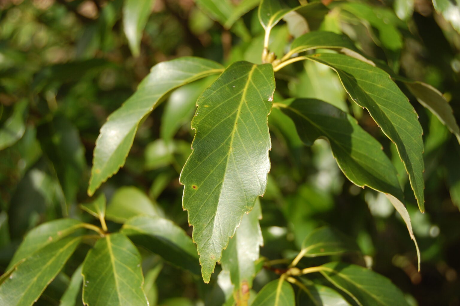 Japanese Evergreen Gardens Plants: Ultimate Trees List & Guide ...