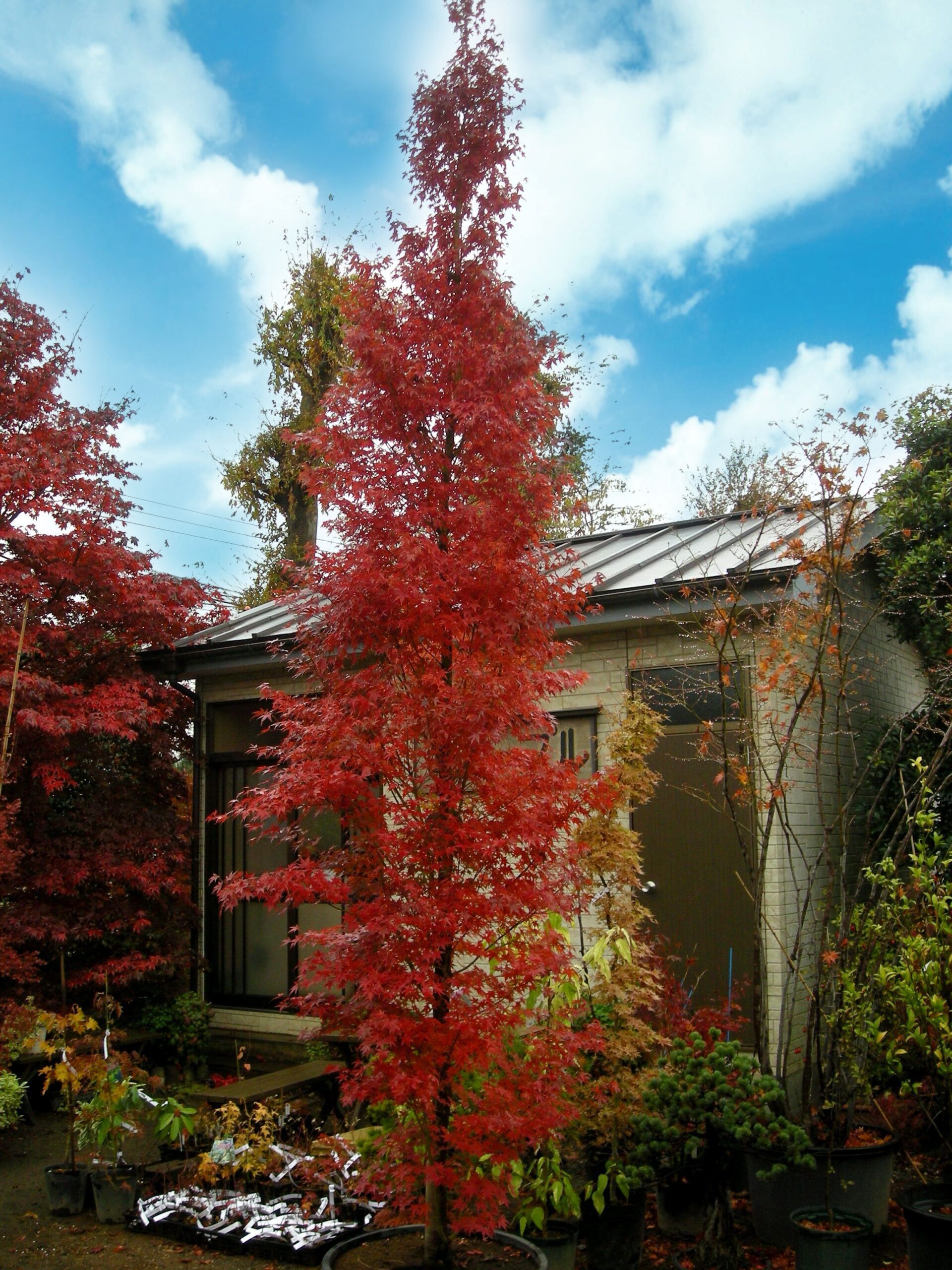 Japanese Garden Maples: Leafy & Deciduous Forest Tree Varieties ...